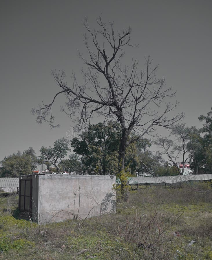 Bare, Leafless Tree Branches Against a Grey Sky Stock Photo - Image of ...