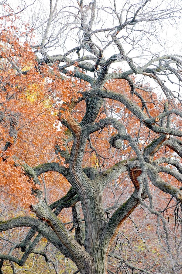 A twisted oak in autumn stock photo. Image of peaceful - 28238172