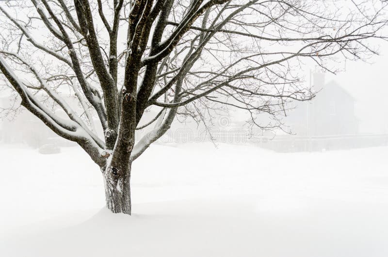 Bare Maple Tree in a Blowing Snow Storm Showing the Cold Feeling of ...