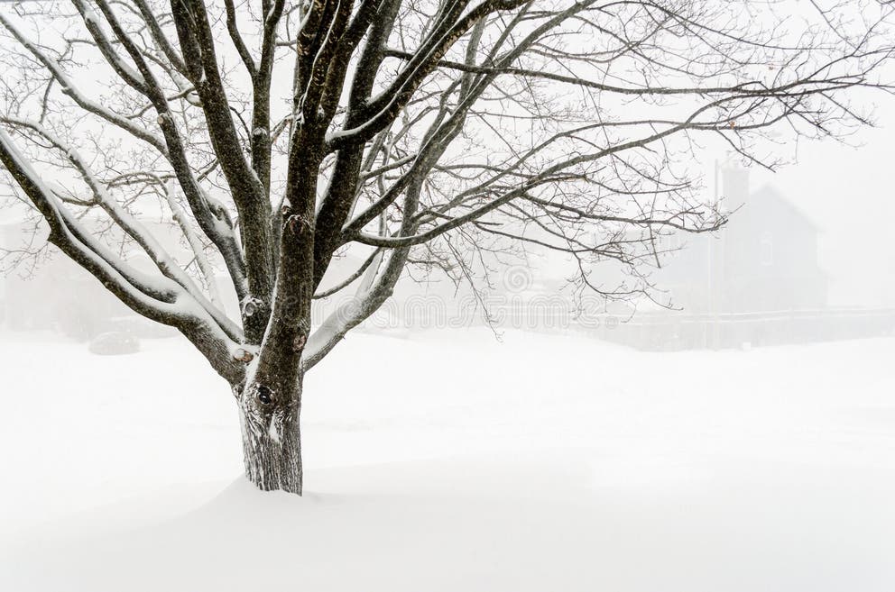 Bare Maple Tree in a Blowing Snow Storm Showing the Cold Feeling of Extreeme Weather Stock Image ...