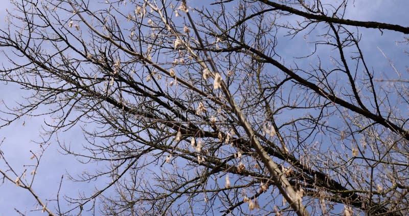 Bare Maple Trees in the Spring Season in the Park Stock Video - Video ...