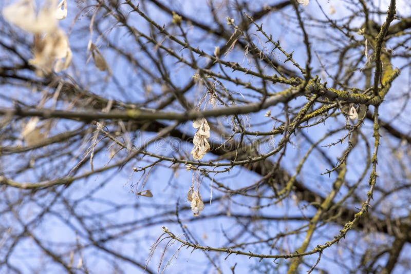 Bare Maple Trees in the Spring Season in the Park Stock Photo - Image ...