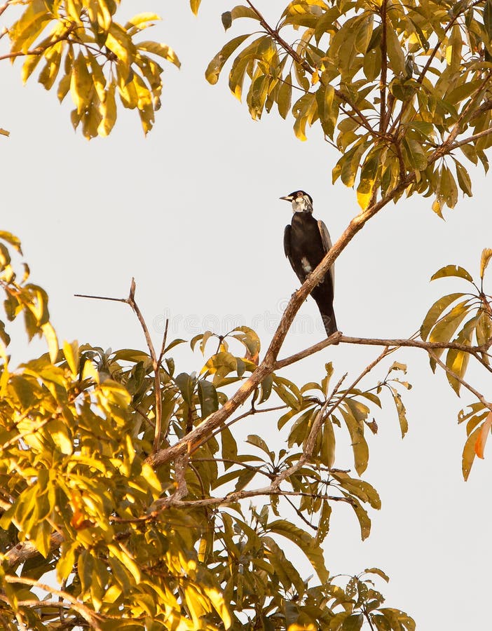 Bare-necked Fruitcrow stock photo. Image of birds, nature - 26913350