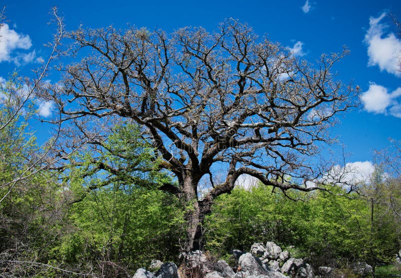 Bare oak tree stock image. Image of beauty, europe, land - 258238525