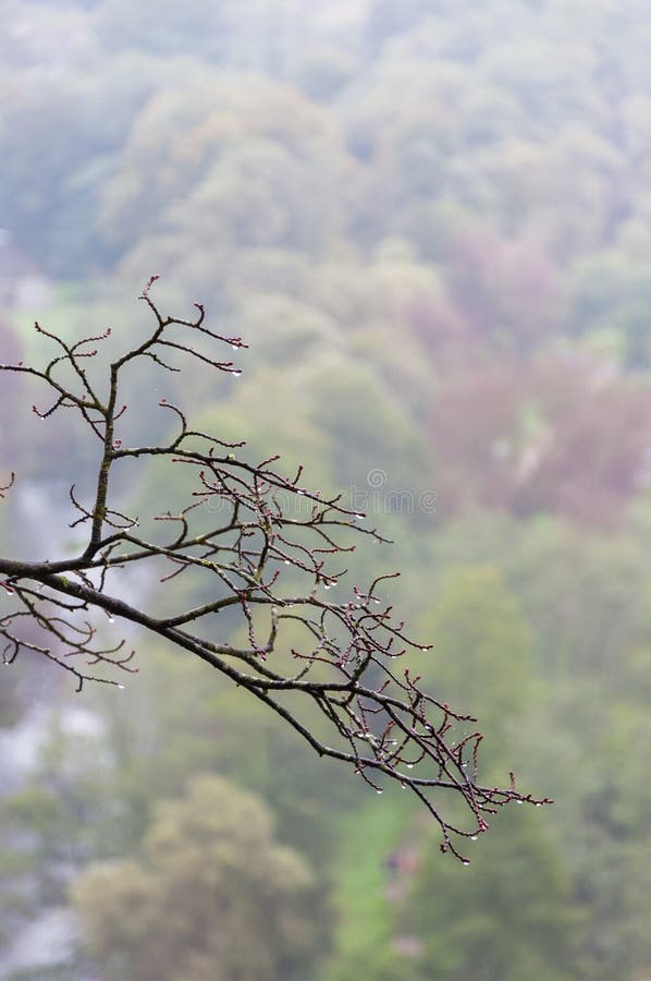 Bare Oak Tree Branch after Rain Stock Photo - Image of trees, landscape ...