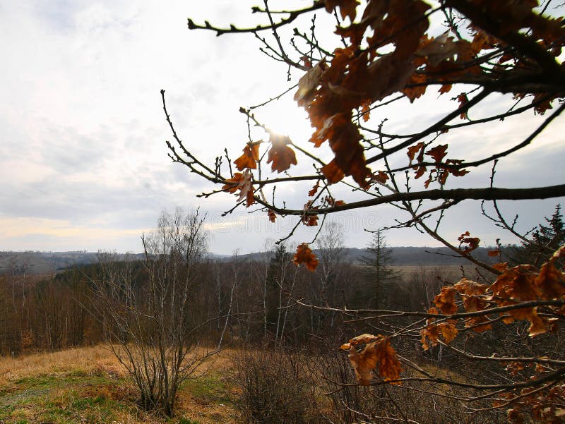 Bare Oak Tree Branches with Dried Autumn Leaves Framing a Distant ...