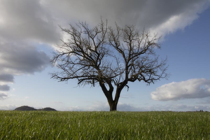 A Bare Oak Tree in a Grass Field in Oregon Stock Photo - Image of wide ...