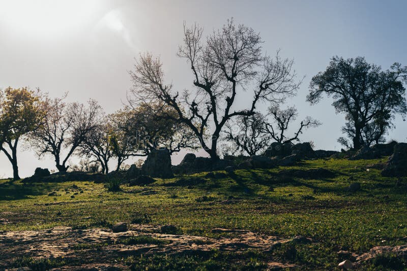Bare Oak Tree in a Summer Midday Stock Photo - Image of agriculture ...