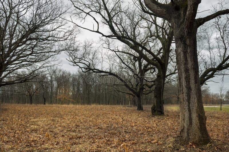 Indiana Oak Trees Stock Photos - Free & Royalty-Free Stock Photos from ...