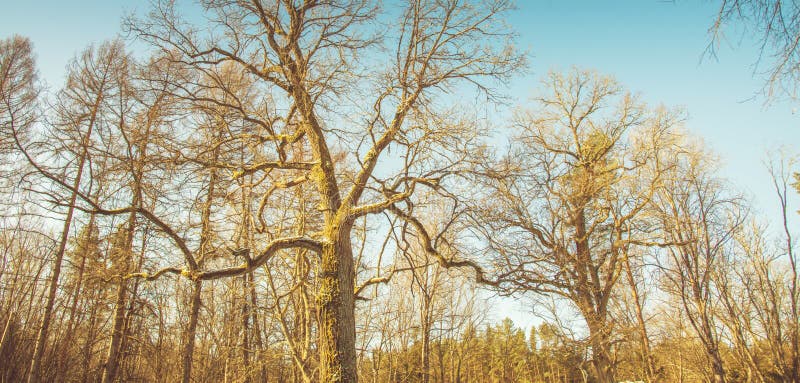Bare Oak Trees, Europe Nature Stock Photo - Image of forest, limbs ...