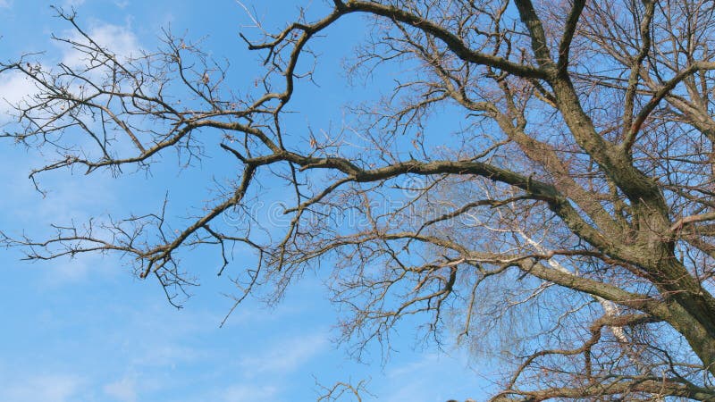 Bare Old Oak Tree Branches in Spring. Oak Tree in Early Spring ...