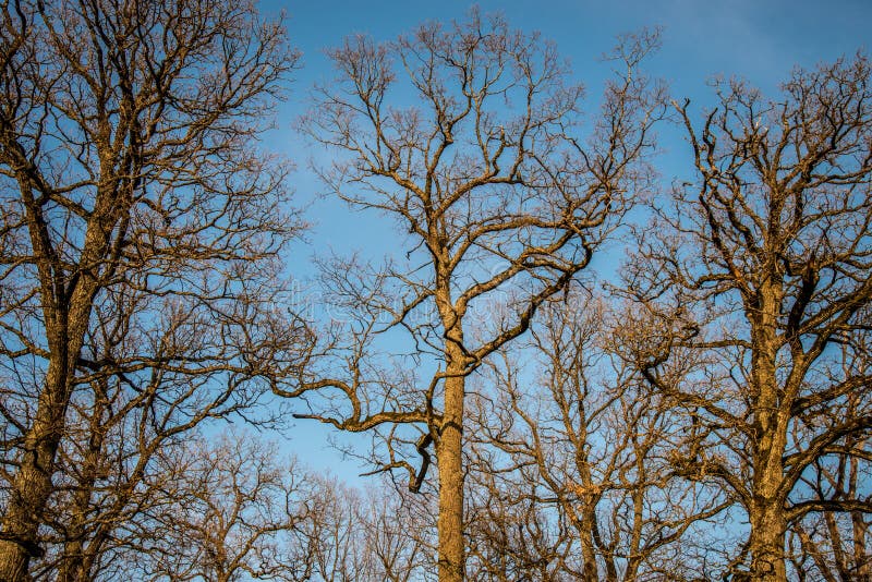 Bare old oak trees stock photo. Image of wildlife, bald - 113166988