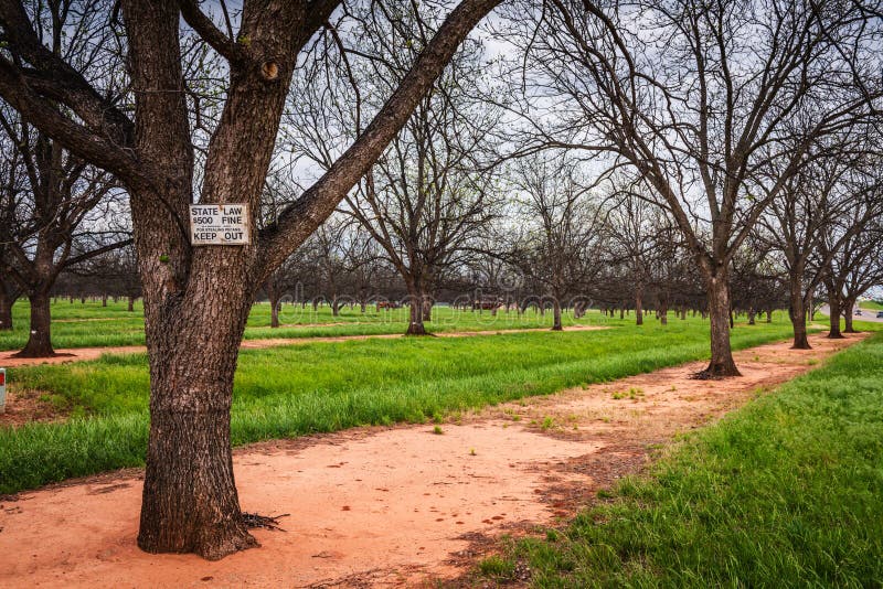 Bare Pecan Trees - Tulsa, Oklahoma Stock Photo - Image of north, bare ...