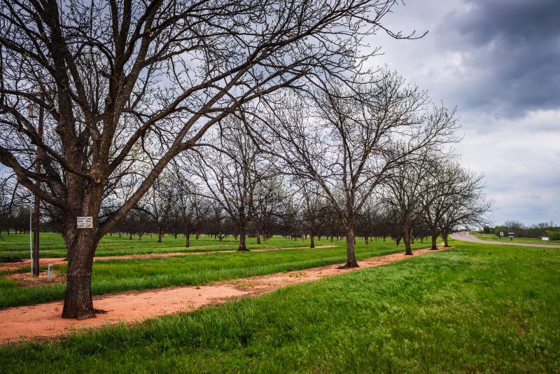 Bare Pecan Trees - Tulsa, Oklahoma Stock Photo - Image of agriculture ...