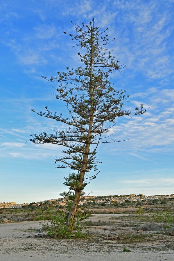 A Bare Pine Tree stock photo. Image of dates, blue, housing - 85780128