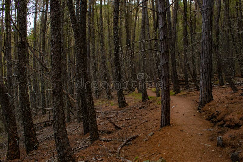 Bare Pine Tree Scattered through Empty Forest Stock Image - Image of ...