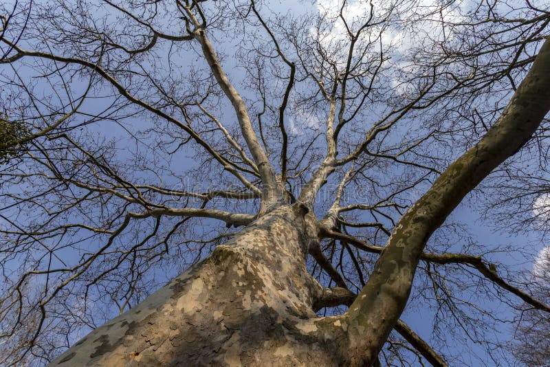 Bare Plane Tree Trunk with Branches and Spring Foliage Stock Photo ...
