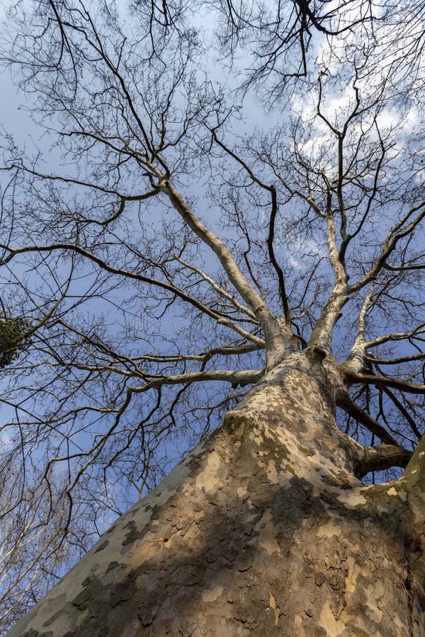 Bare Plane Tree Trunk with Branches and Spring Foliage Stock Photo ...
