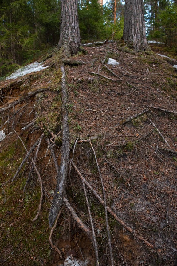 Root System of Pine Trees on a Hillside Stock Photo - Image of norway ...
