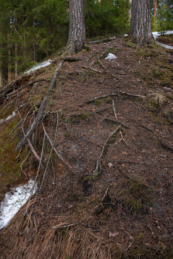 Root System of Pine Trees on a Hillside Stock Image - Image of ground ...