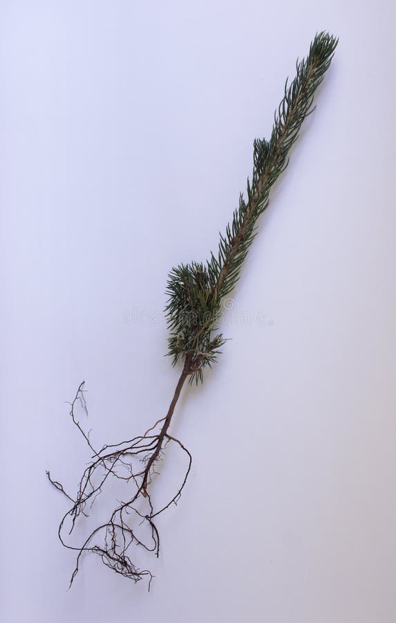 Bare Root Spruce Stock Photos - Free & Royalty-Free Stock Photos from ...