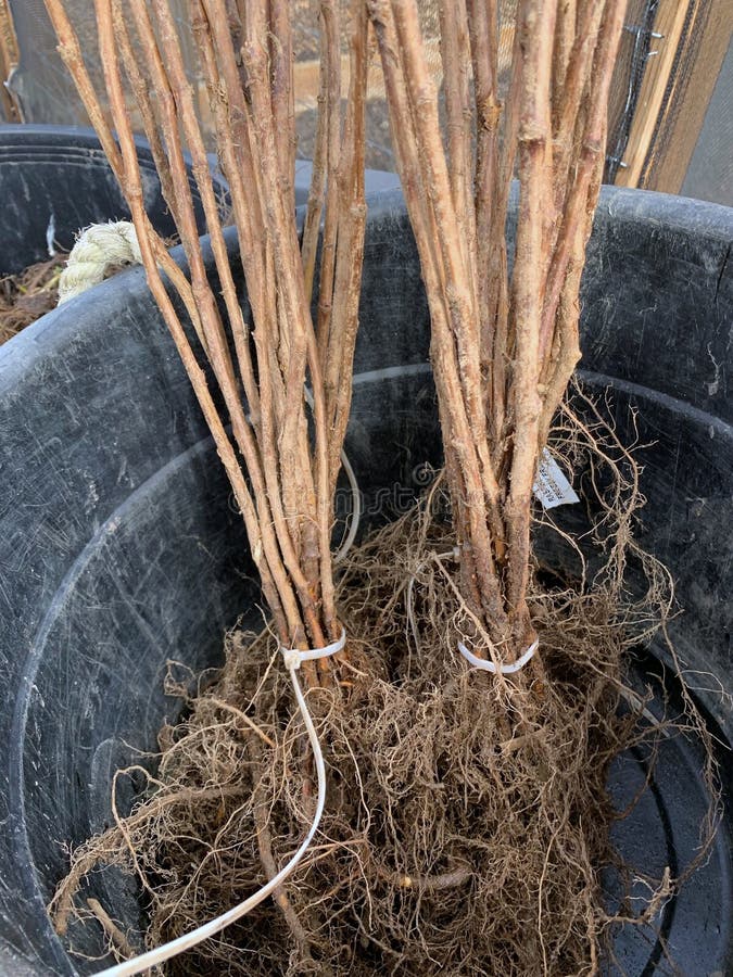 Bare Root Table Grape Vine stock photo. Image of blur - 145588612