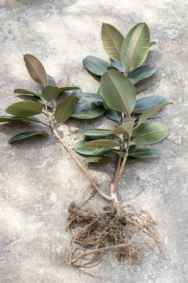 Bare Root Rubber Tree with Large Root System Stock Image - Image of ...
