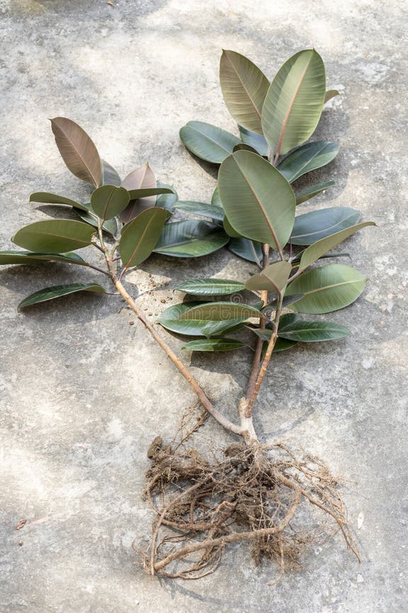 Bare Root Rubber Tree with Large Root System Stock Image - Image of ...