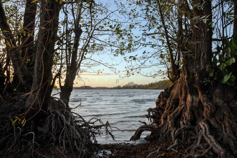 Bare Roots of Alder Trees on the Lake Shore, Copy Space Stock Image ...