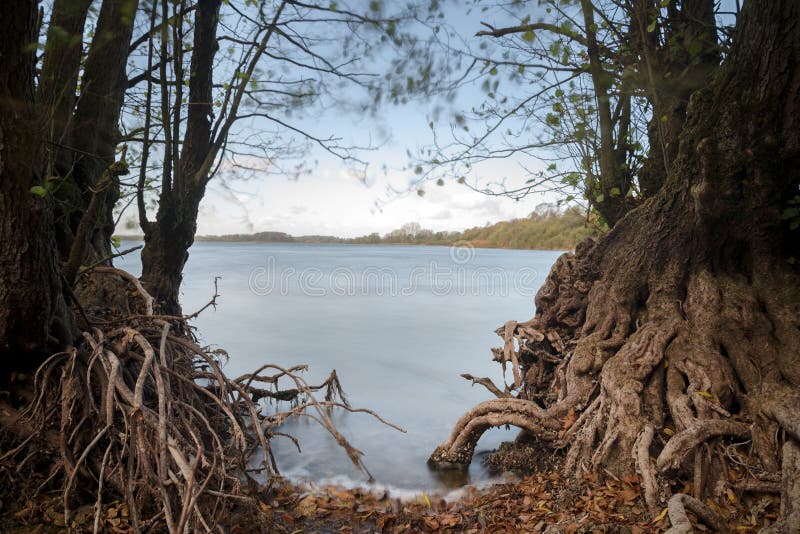 Bare Roots of Alder Trees on the Lake Shore, Smooth Blue Water by Long ...