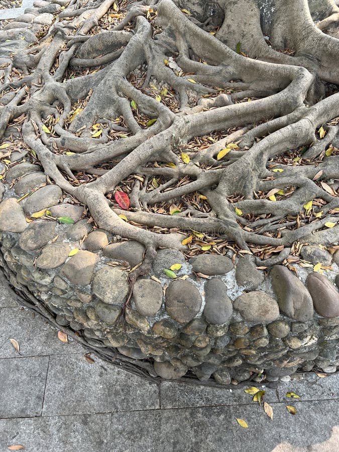 The Bare Roots of the Banyan Tree Stock Image - Image of branch, leaf ...