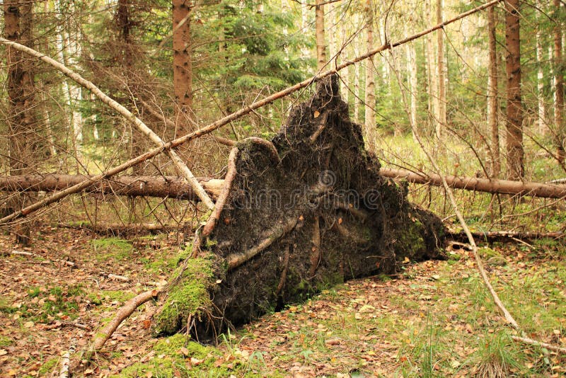 The Roots Of A Fallen Tree In A Forest Stock Photo - Image of blue ...