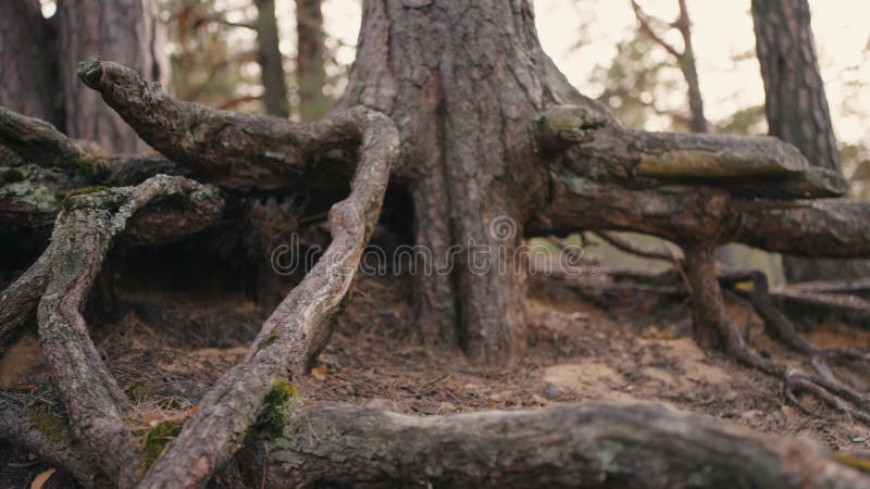 Bare Roots of Old Pine Tree in Forest Visible from Ground Stock Footage ...