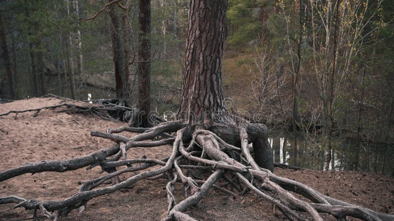 Bare Roots of Old Pine Tree in Forest Visible from Ground Stock Video ...