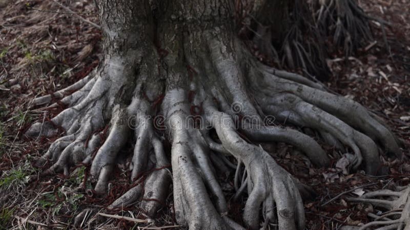 Bare Roots of Old Pine Tree Protruded from Ground. Landscape of Old ...