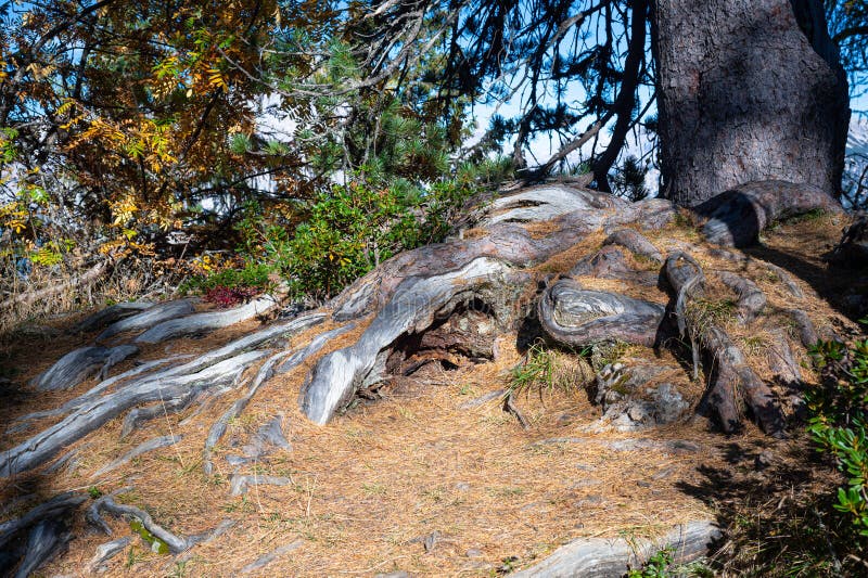 Bare roots of the tree stock photo. Image of bare, cultivating - 320735696