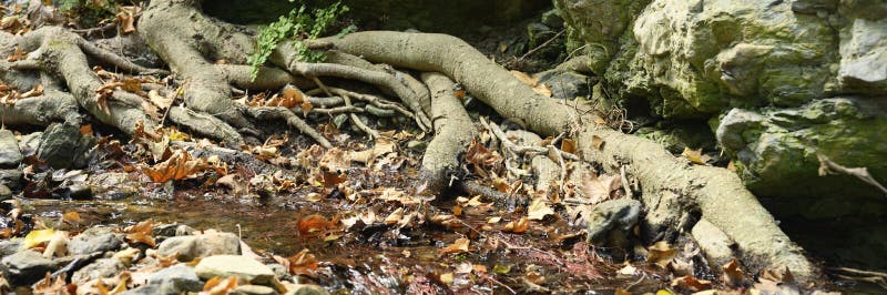 Bare Roots of Trees Growing in Rocky Cliffs between Stones and Water in ...
