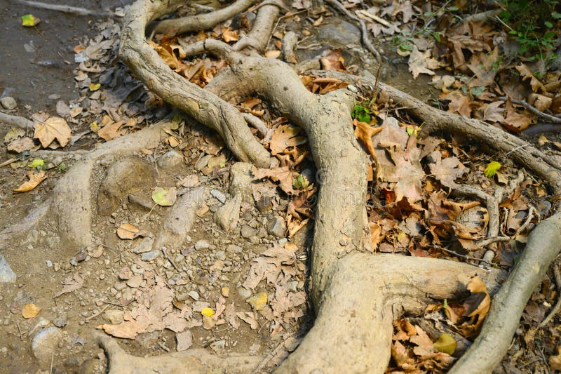 227 Tree Roots Protruding Ground Stock Photos - Free & Royalty-Free ...