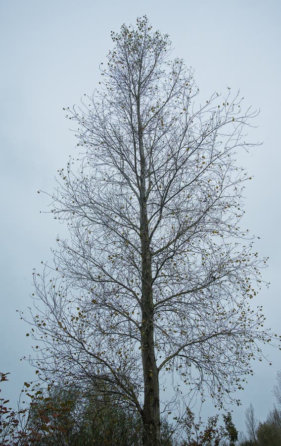 Almost Bare Silver Birch Tree with Last Autumn Leaves Stock Image ...