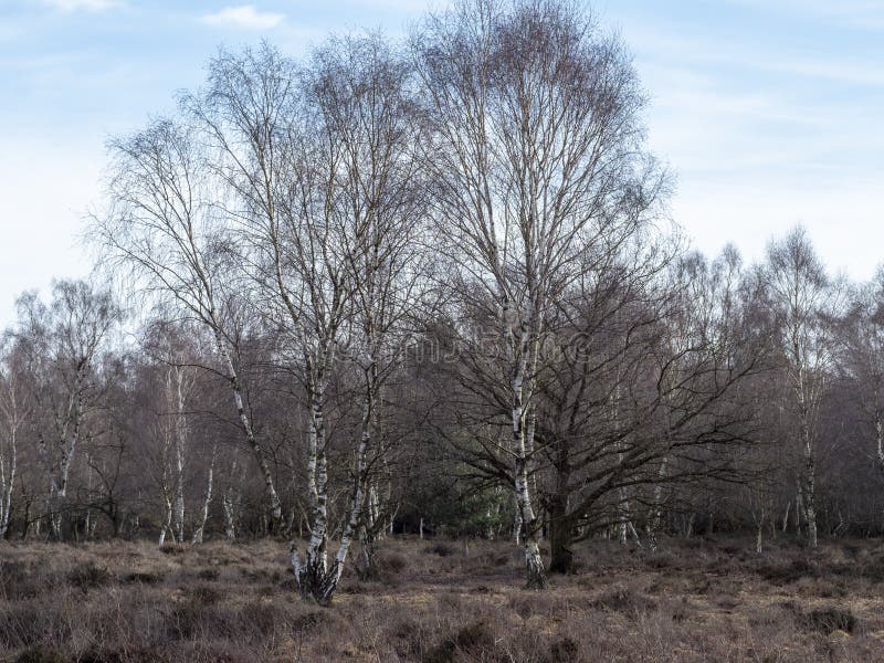 Bare Silver Birch Trees on Heathland in Winter Stock Photo - Image of ...