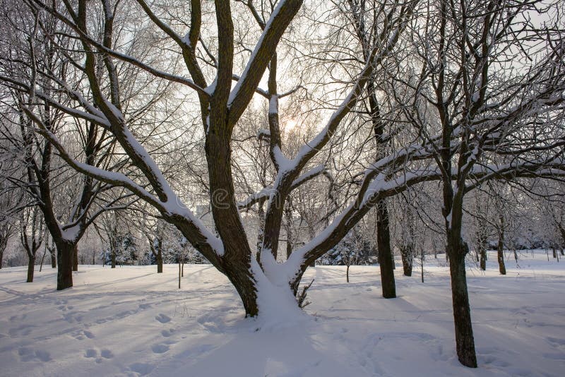 Bare Snow-covered Trees in the City Park. Deep Snow with Many ...