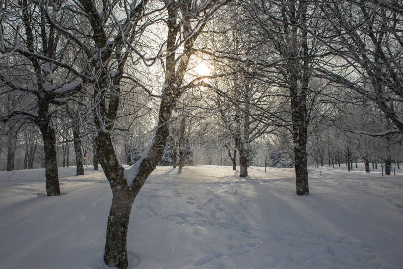 Bare Snow-covered Trees in the City Park. Deep Snow with Many ...