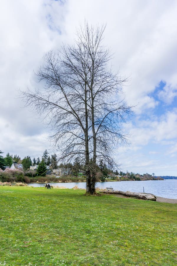 Bare Spring Tree 2 stock photo. Image of spring, clouds - 216721464