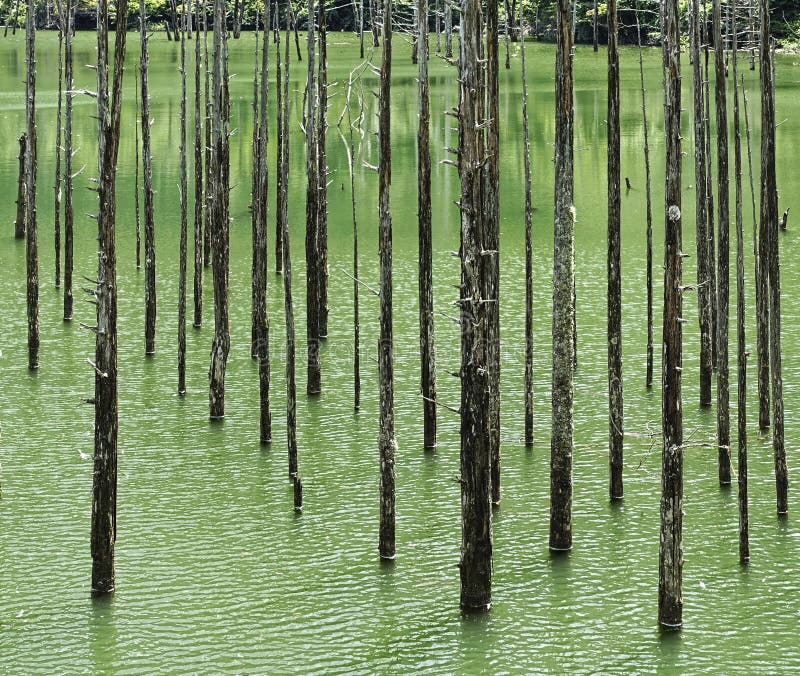 Tree Trunks Standing in a Lake with Green Water Stock Photo - Image of ...