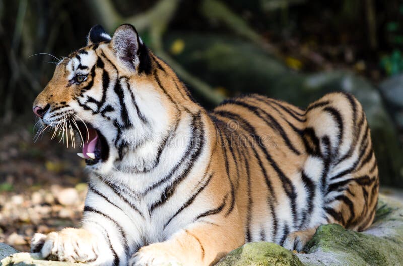 Bare teeth of Bengal Tiger stock photo. Image of hunt - 35988796