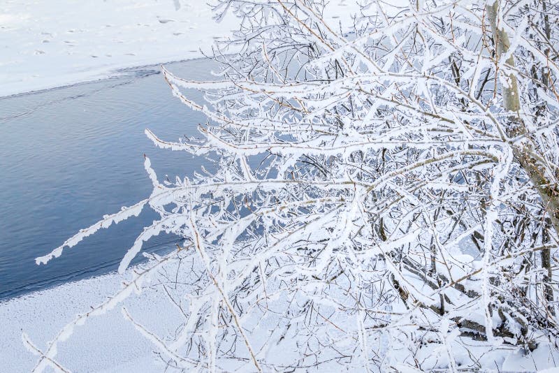 Bare Thin Branches of Trees, Bush with White Fluffy Snow on the Bank ...