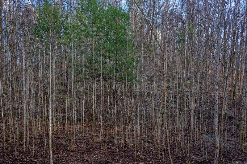 Bare thin trees stock image. Image of sunlight, habitat - 302348937