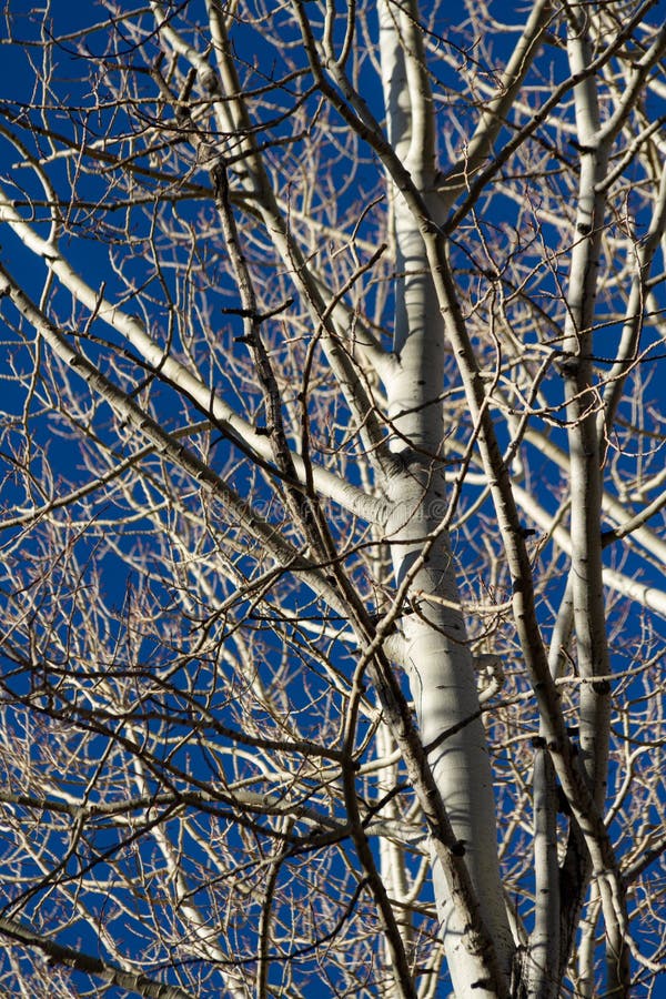 Bare Aspen Tree Tops Stock Photos - Free & Royalty-Free Stock Photos ...