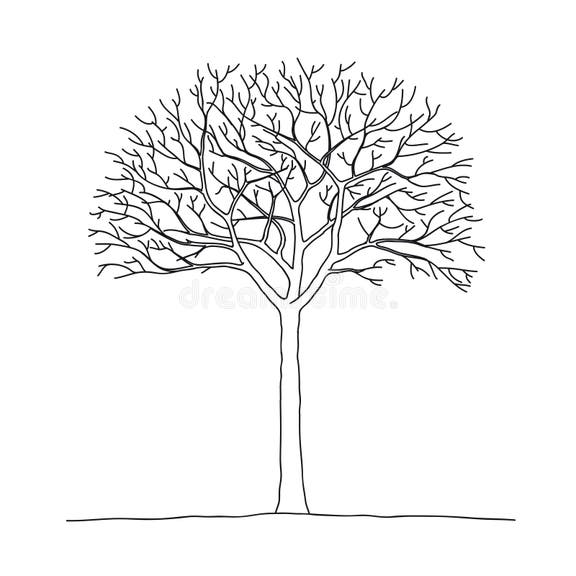 Bare Tree Outline Drawing Stock Illustrations – 4,403 Bare Tree Outline ...