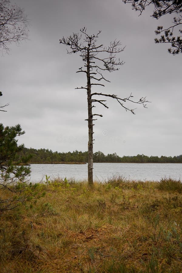 Bare tree stock image. Image of pinetree, lone, branch - 6856077
